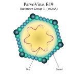 What is Parvo Virus?