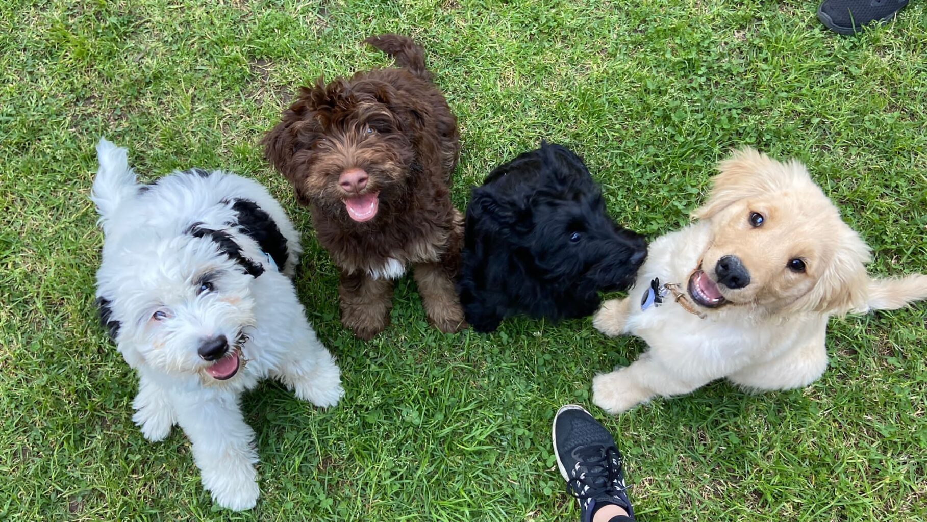 the-benefits-of-puppy-preschool-why-your-pup-needs-it